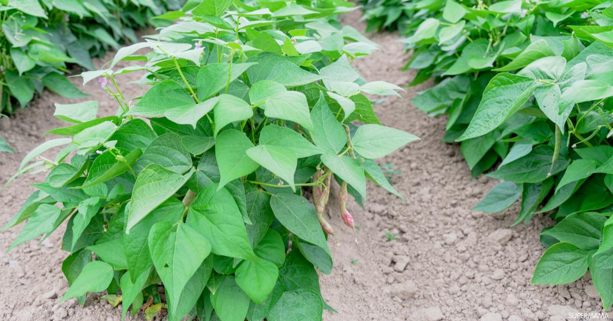 6 خطوات لزراعة اللوبيا في المنزل | سوبر ماما